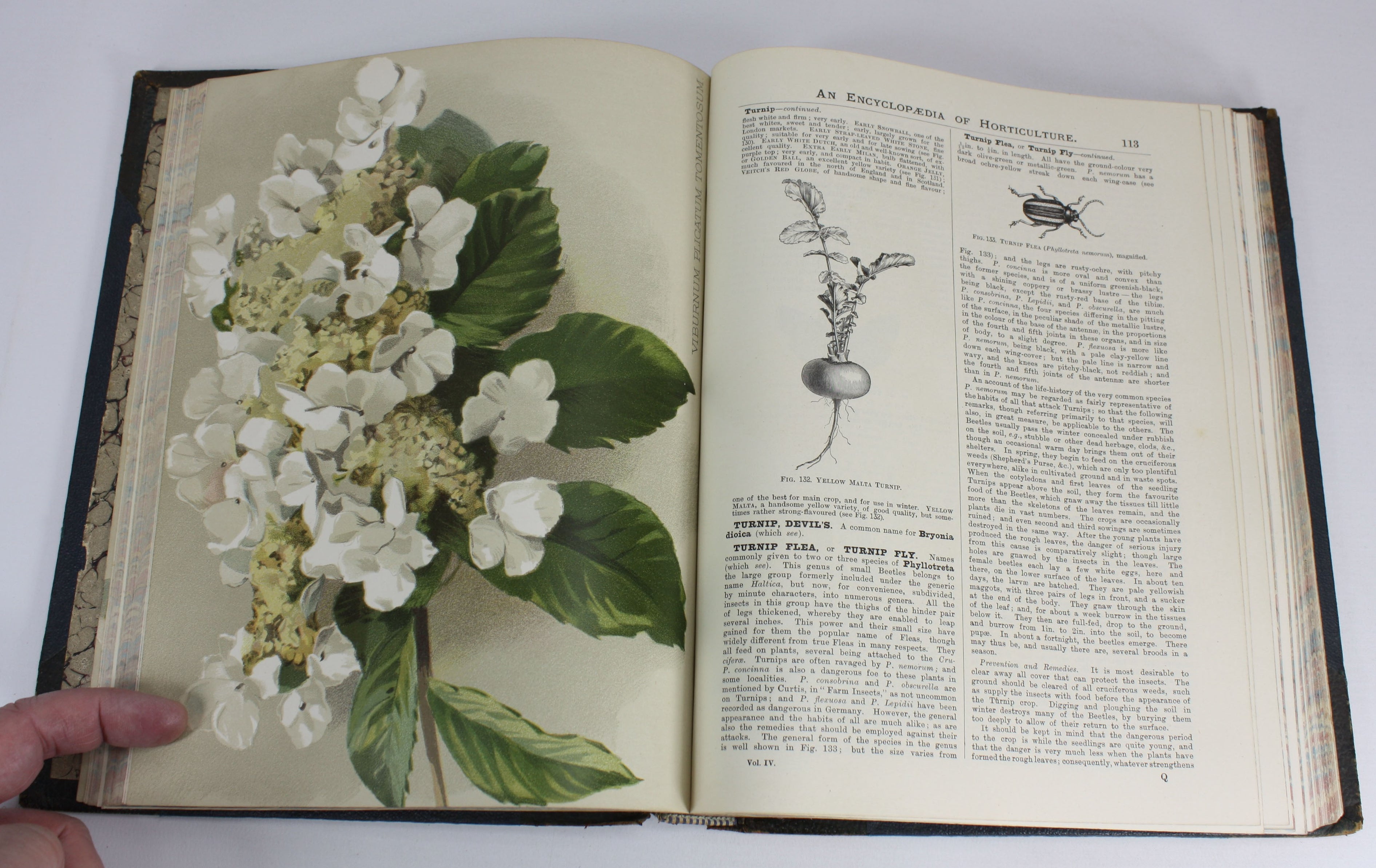 The illustrated Dictionary of Gardening, George Nicholson, 4 Volumes C ...